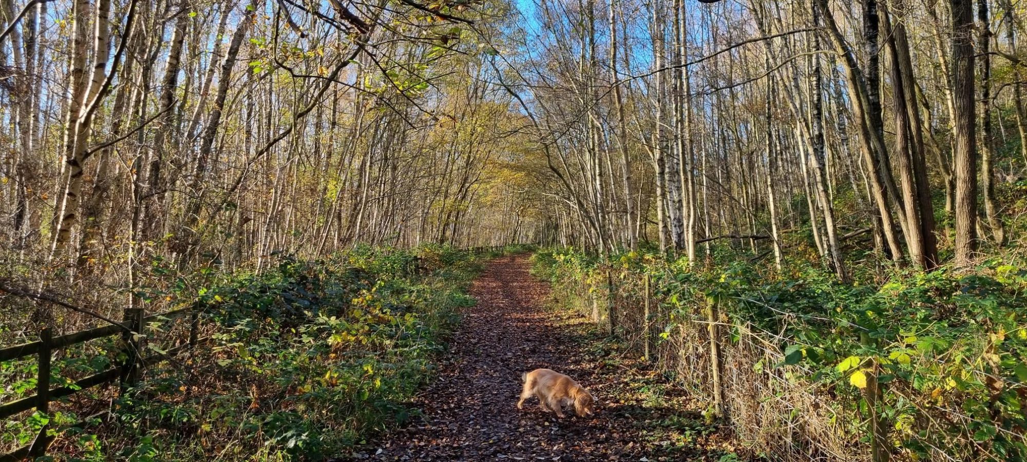 New Lount Nature Reserve - leicscountryparks.org.uk